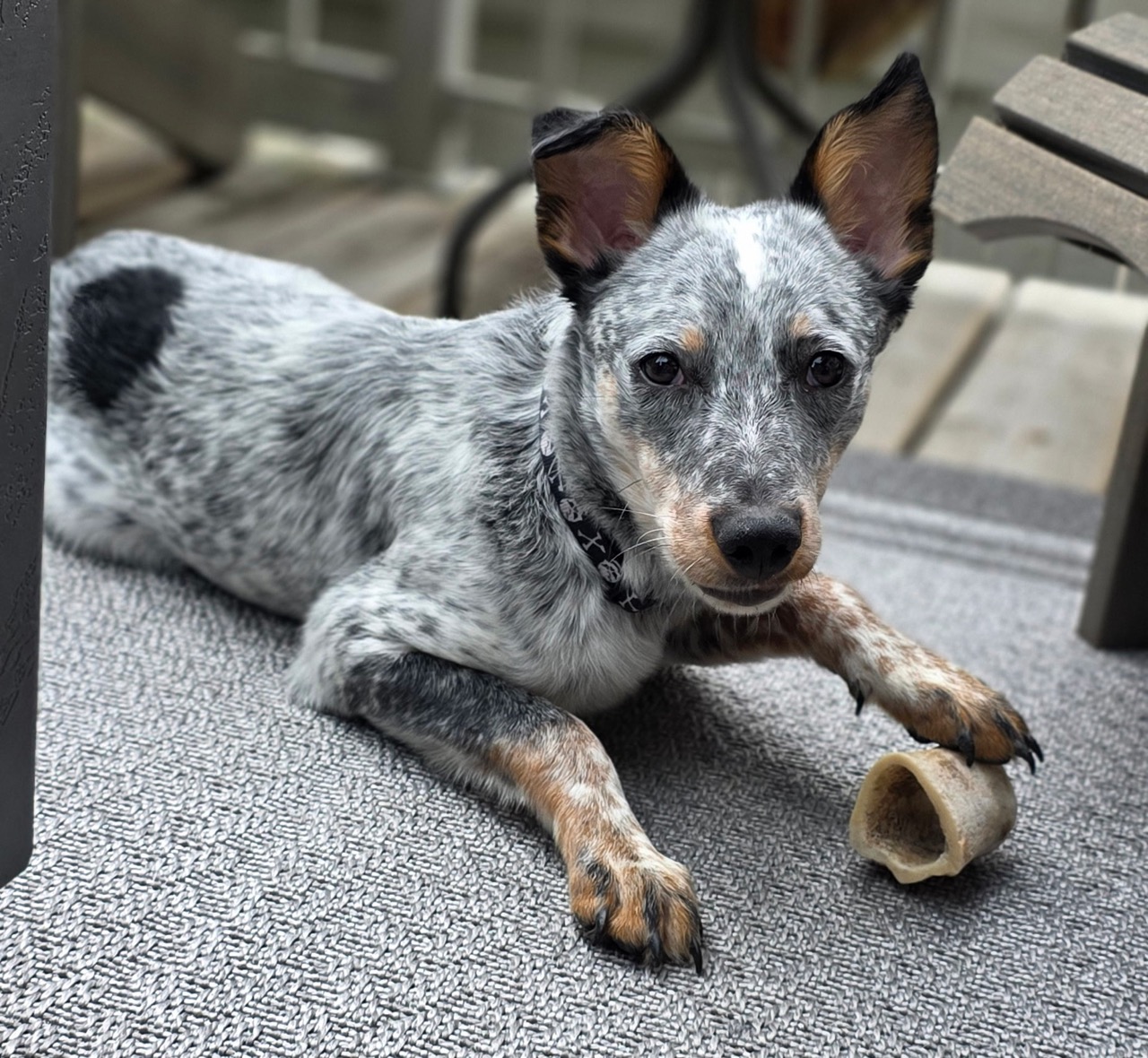 Ozzy – Pound Rescue