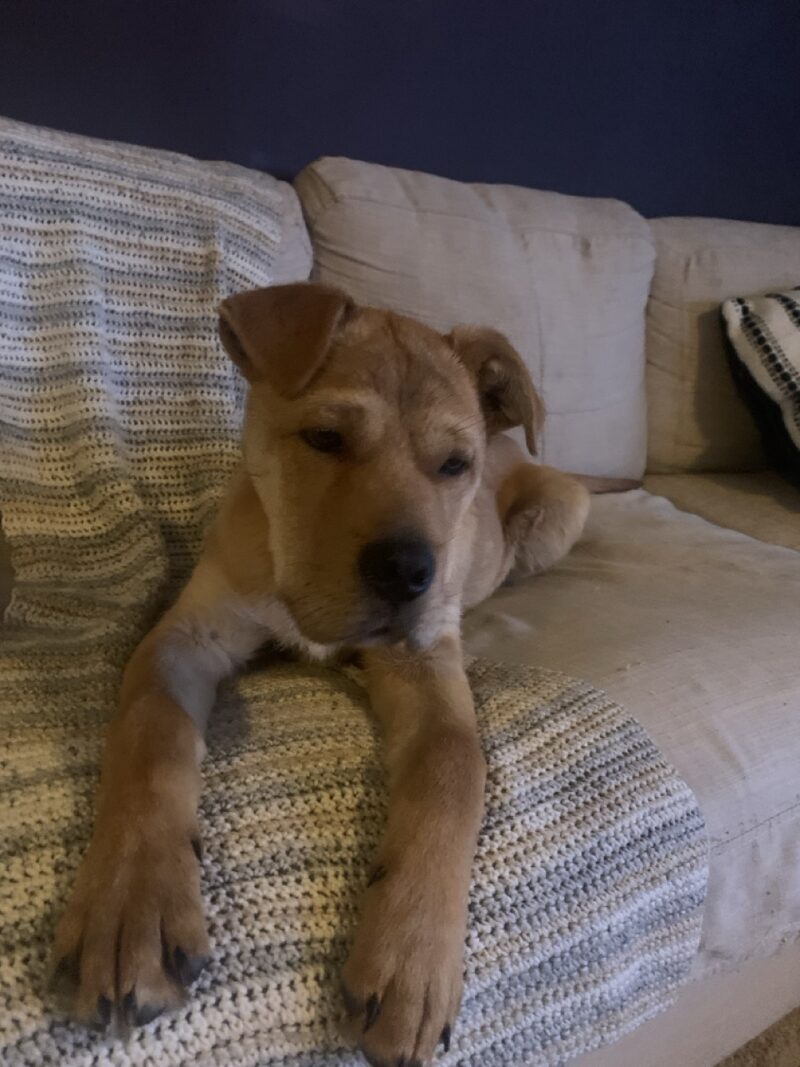 Onyx – Pound Rescue